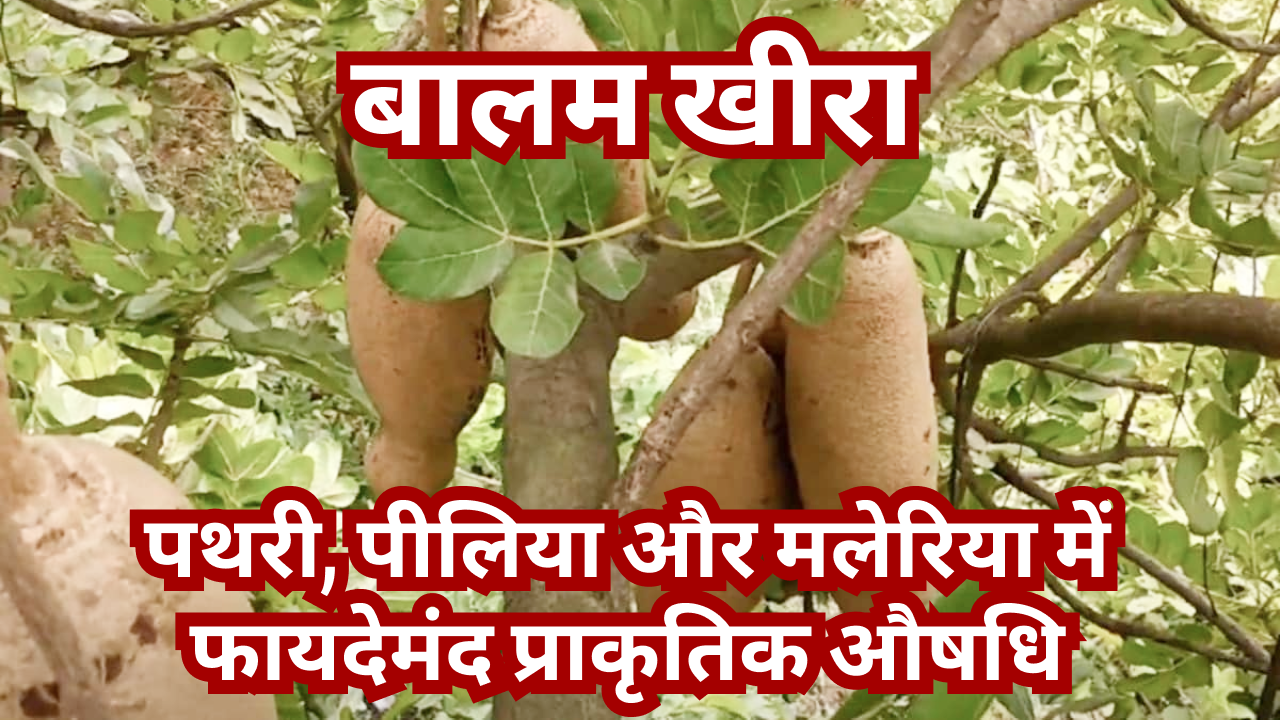 balam kheera ke fayde: बालम खीरा: पथरी, पीलिया और मलेरिया में फायदेमंद ...